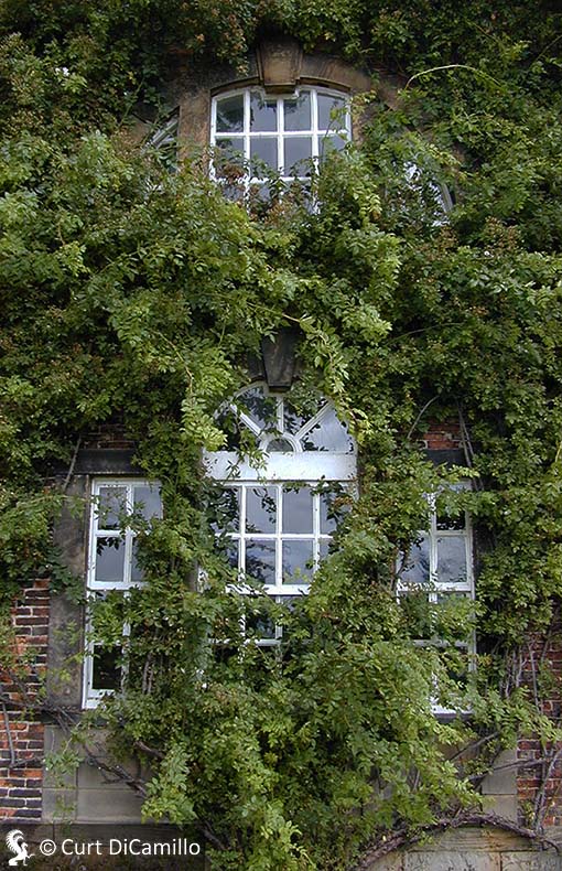 Croxdale Hall - DiCamillo